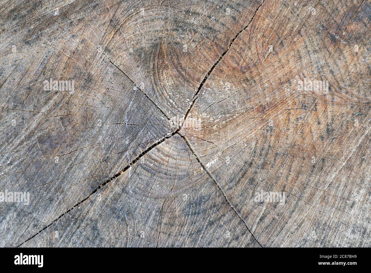 Tree cut wood pattern, ring inside tree trunk, cross section of cut old ...