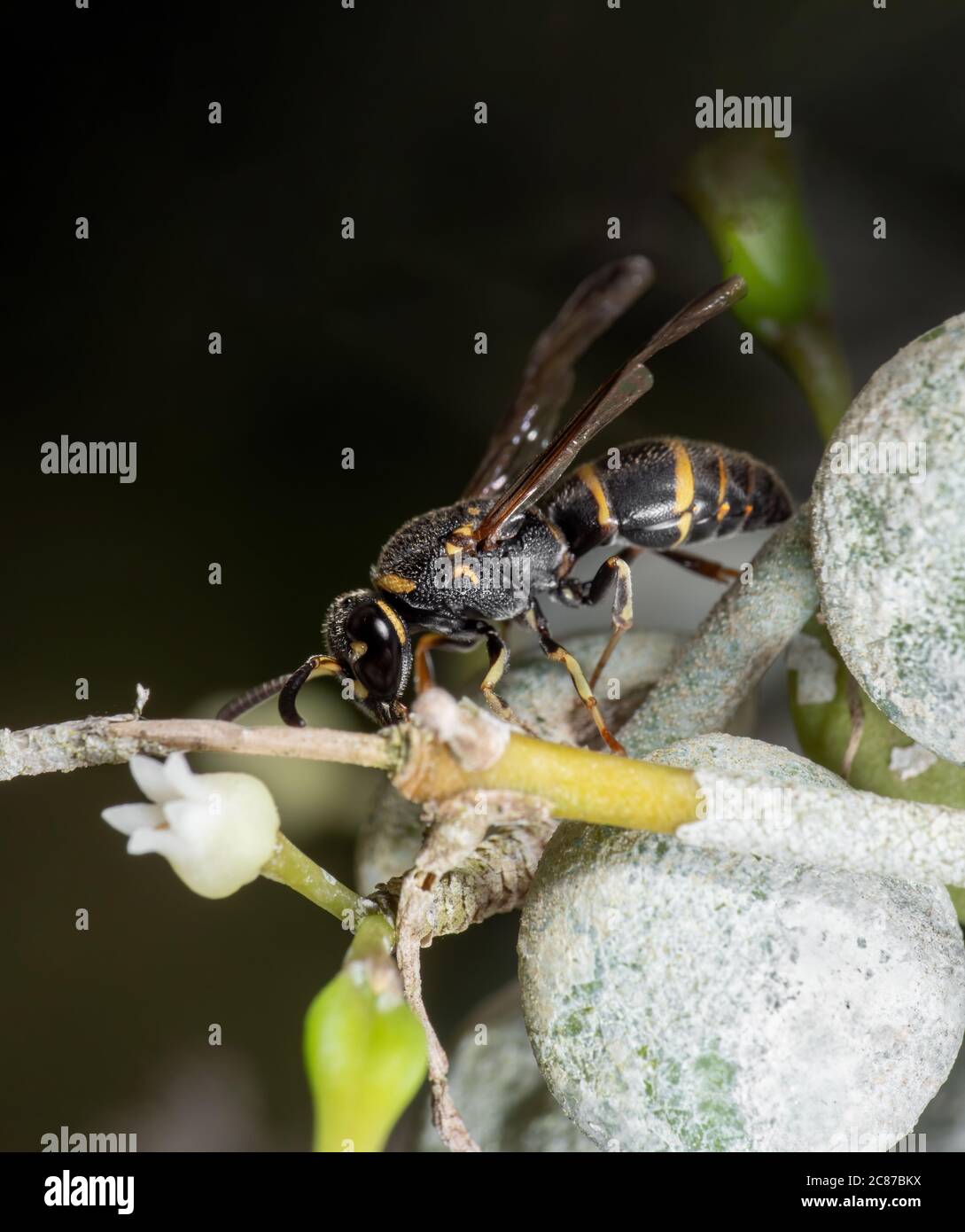 Macro Photography of Wasp on Tree branch Stock Photo - Alamy