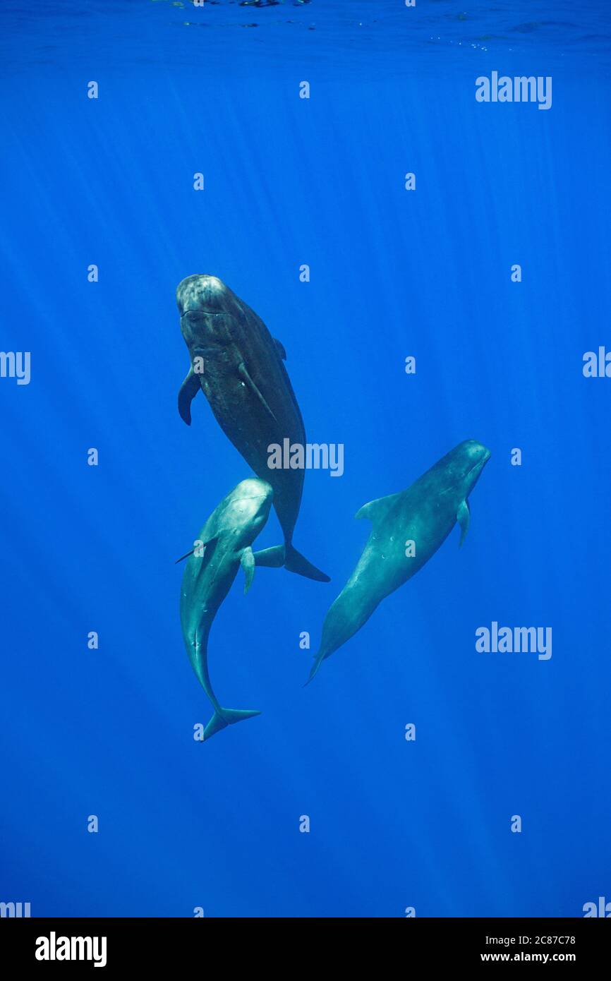 Whales in the ocean hi-res stock photography and images - Alamy