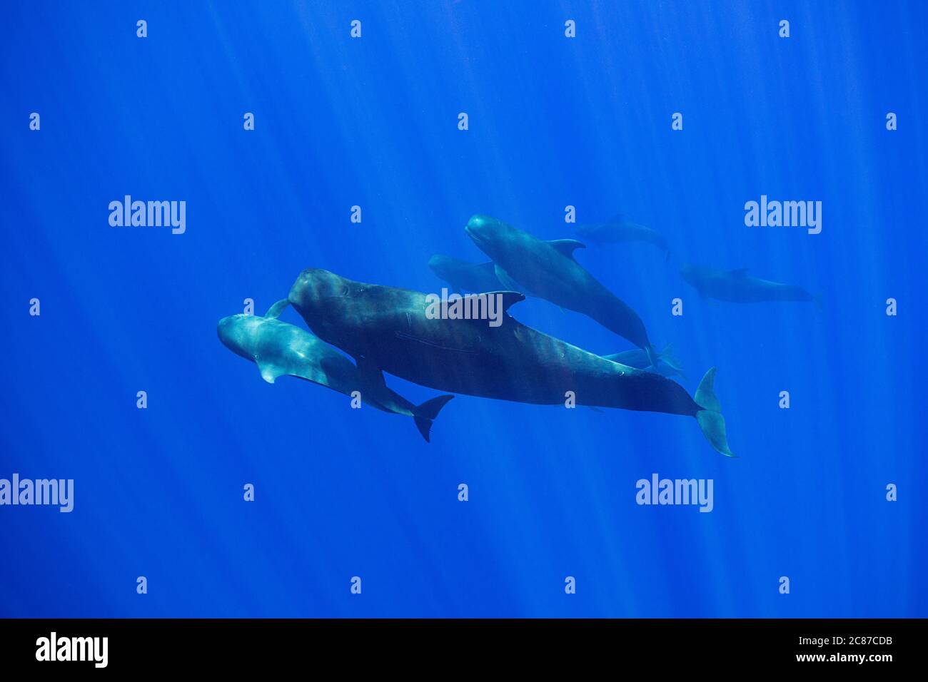 Short finned pilot whale hi-res stock photography and images - Alamy