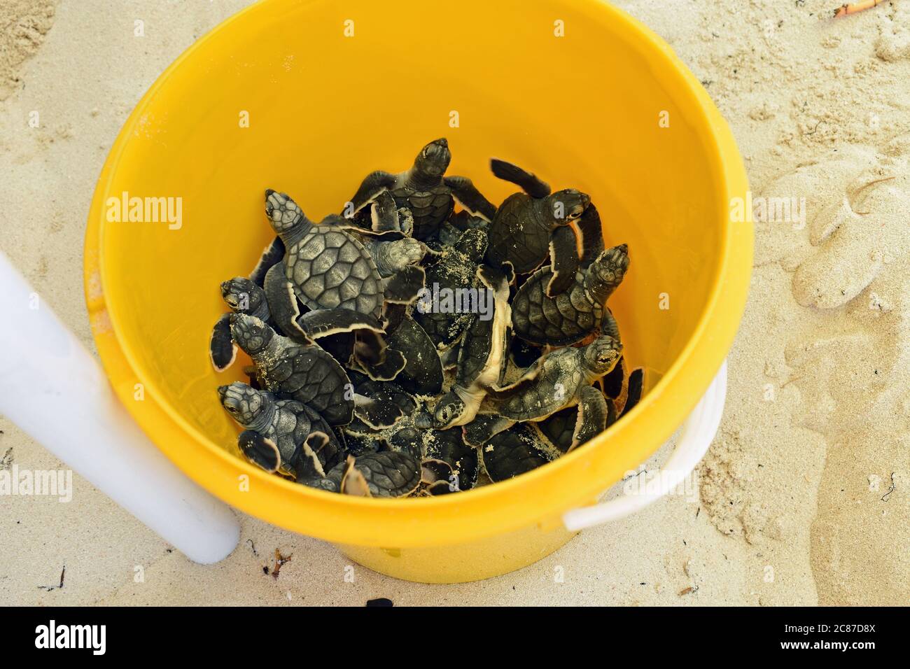 Hatchling Green Sea Turtles (Chelonia mydas) scramble around in a ... Hatchling Green Sea Turtles (Chelonia mydas) scramble around in a ...