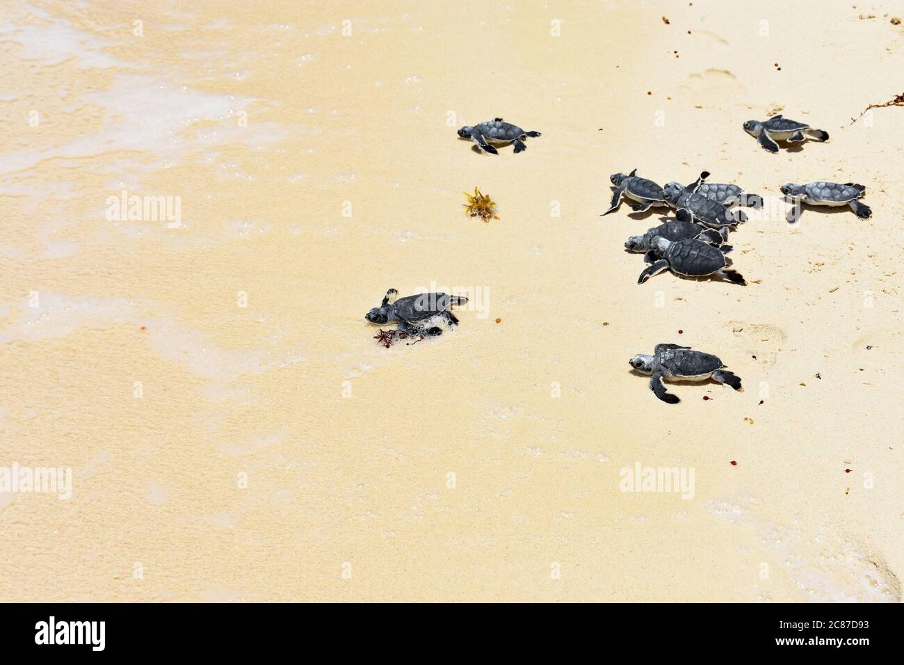 Green sea turtle hatchlings hi-res stock photography and images - Alamy