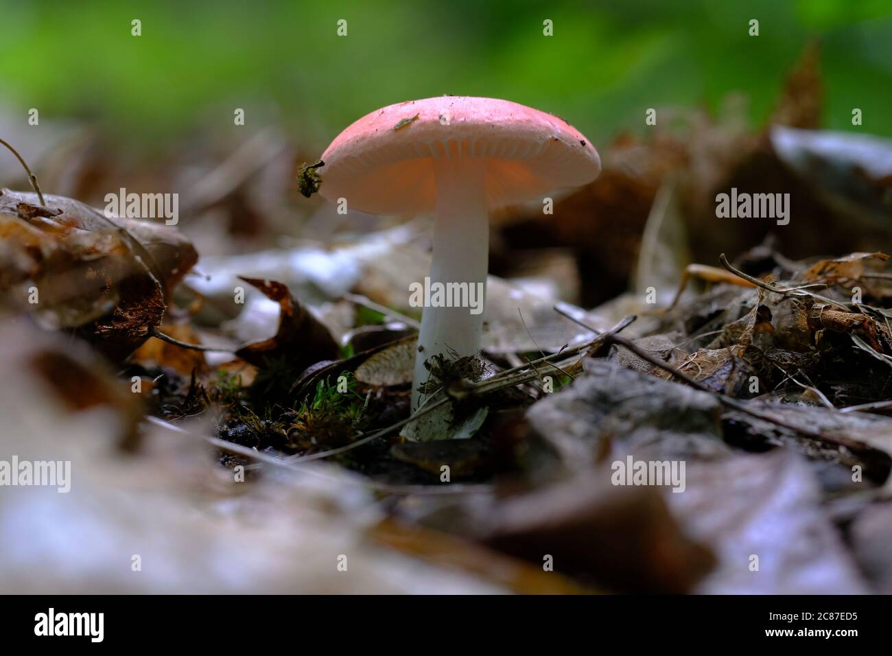 Sickener Russula Emetica High Resolution Stock Photography and Images ...