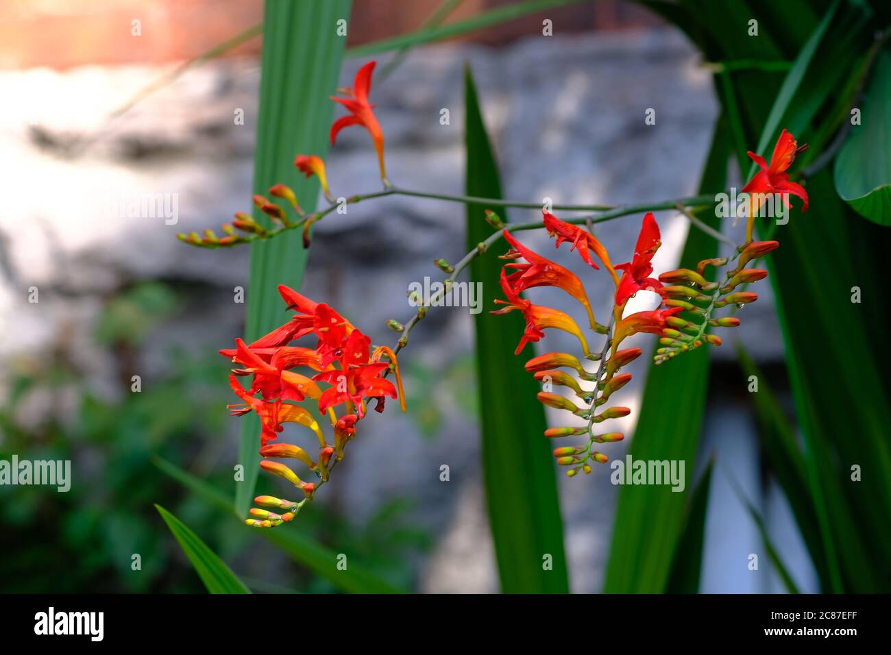 Tubular Red Flowers High Resolution Stock Photography and Images - Alamy