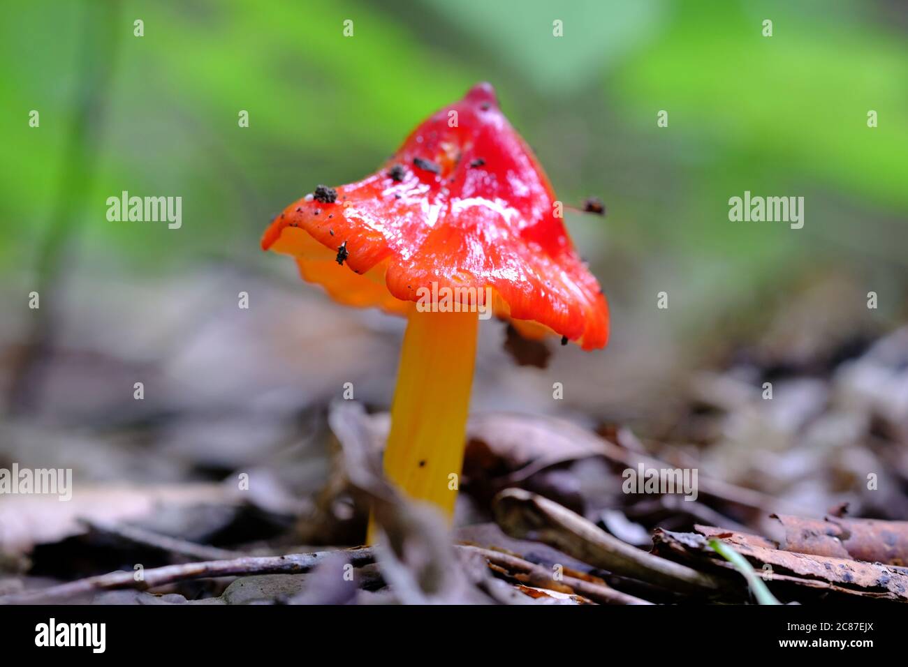Blood red cone shaped cap and yellow stem of a waxcap (Hygrocybe ...