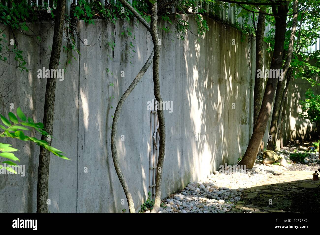 Whitewashed garden retaining wall (below street level) dappled in the ...