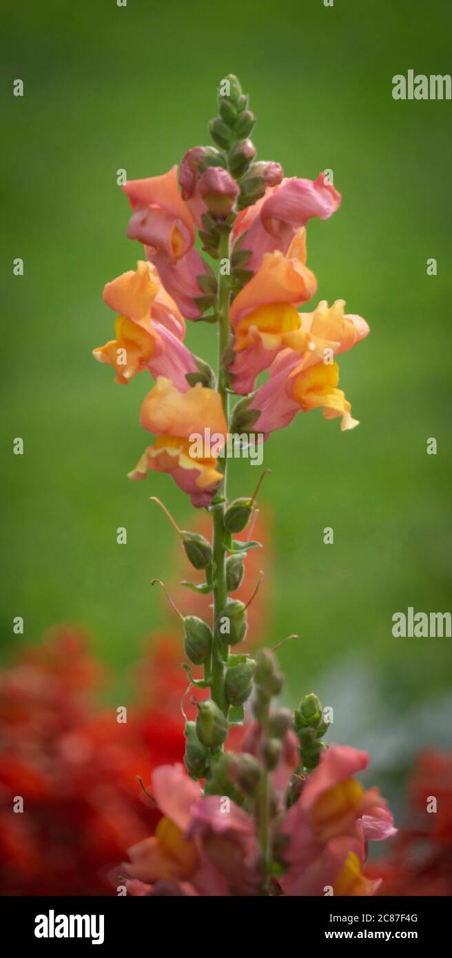 Riley park calgary hi-res stock photography and images - Alamy