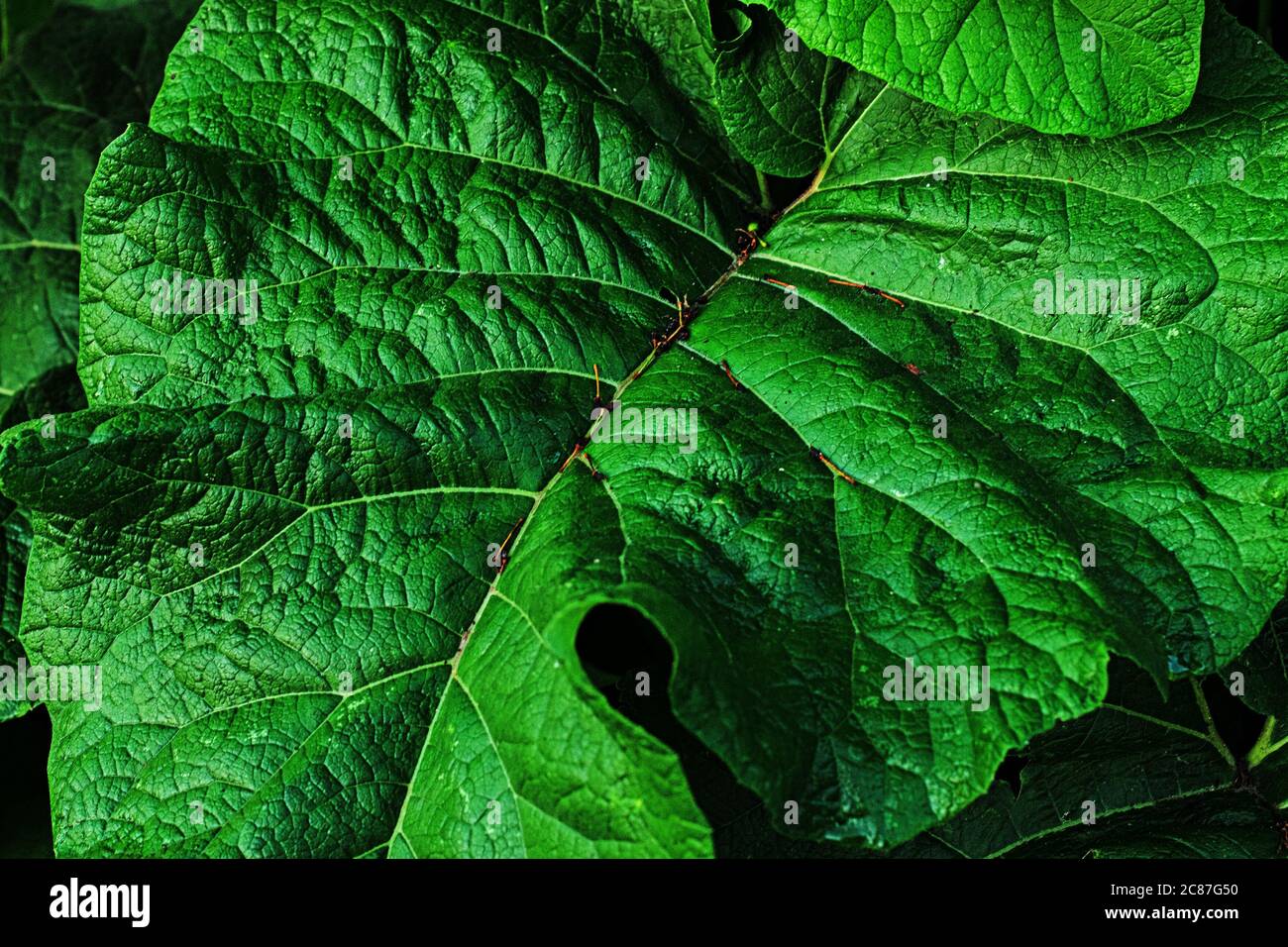 Green leaf burdock. Medicinal plant burdock. Closeup Stock Photo - Alamy