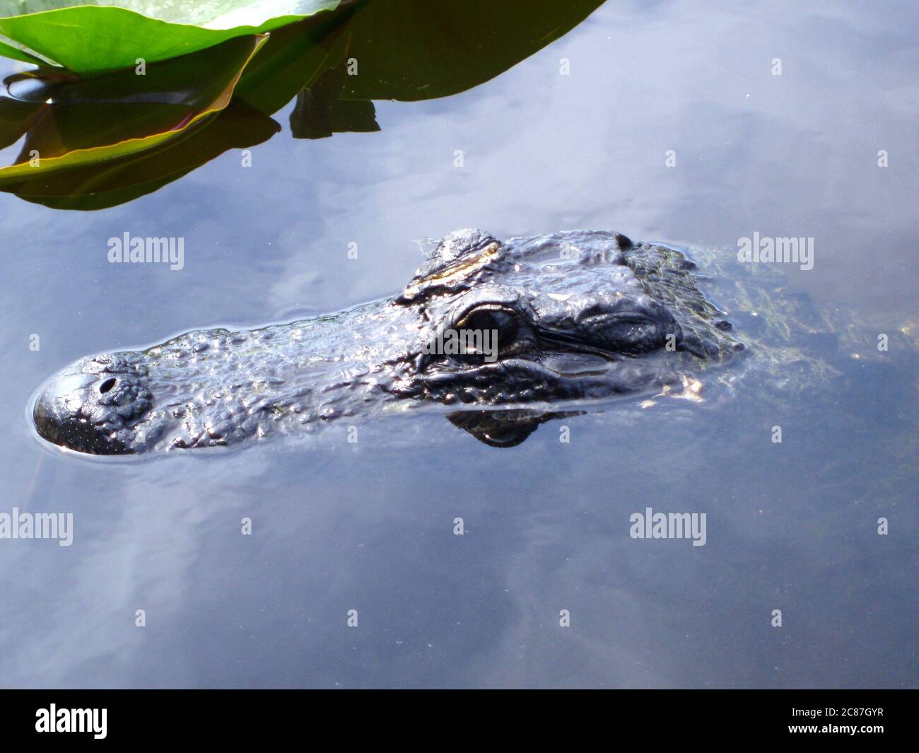 Alligator swimming hi-res stock photography and images - Alamy