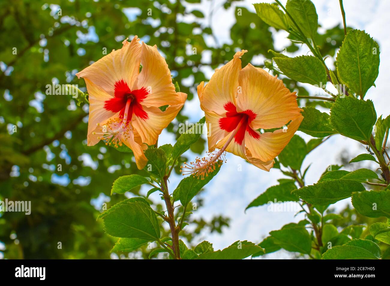 Beautiful china garden roses hi-res stock photography and images - Alamy