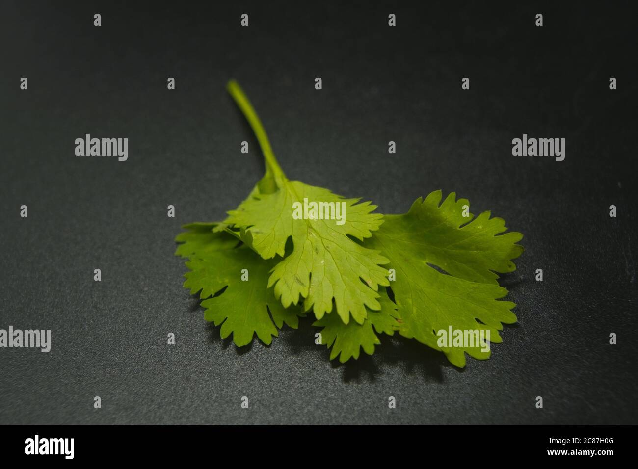 Close up of single leaf of cilantro herb Stock Photo - Alamy