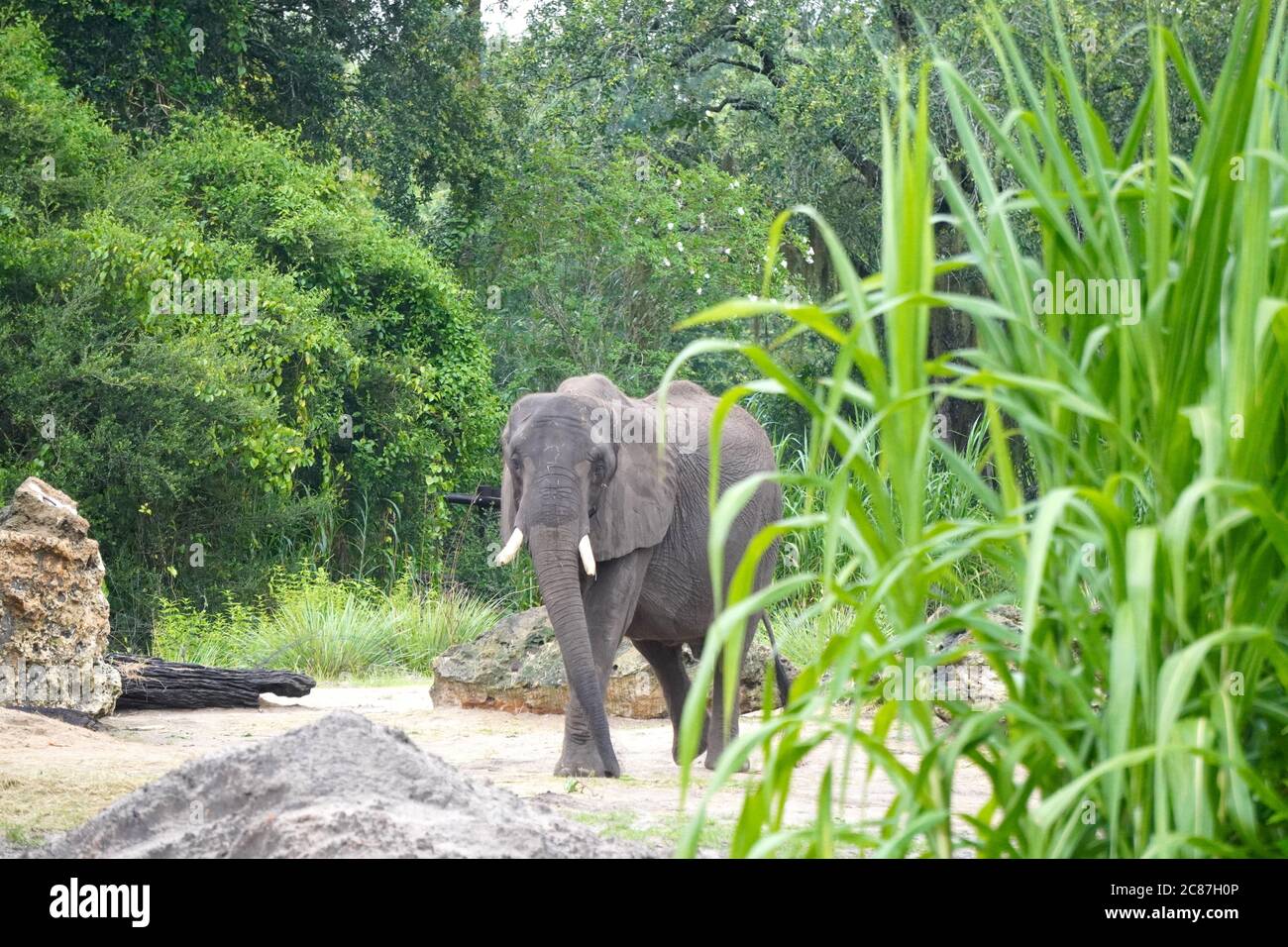 Elephant behind jungle hi-res stock photography and images - Alamy