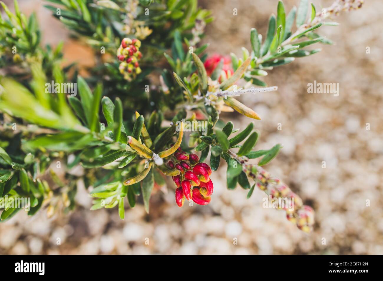 native Australian red grevillea plant outdoor in sunny backyard shot at ...