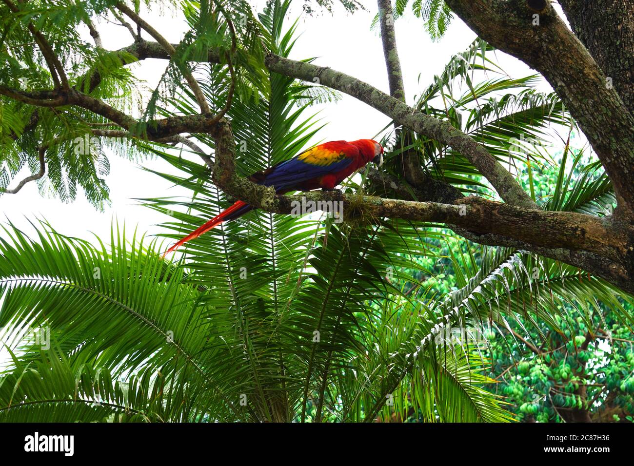 Red tropical macaw bird in a tree Stock Photo - Alamy