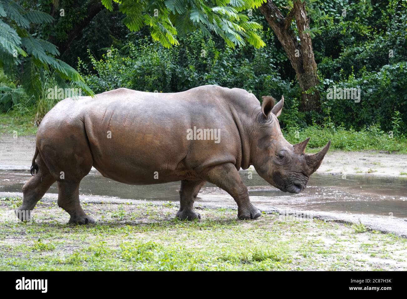 Endangered rhinoceros hi-res stock photography and images - Alamy