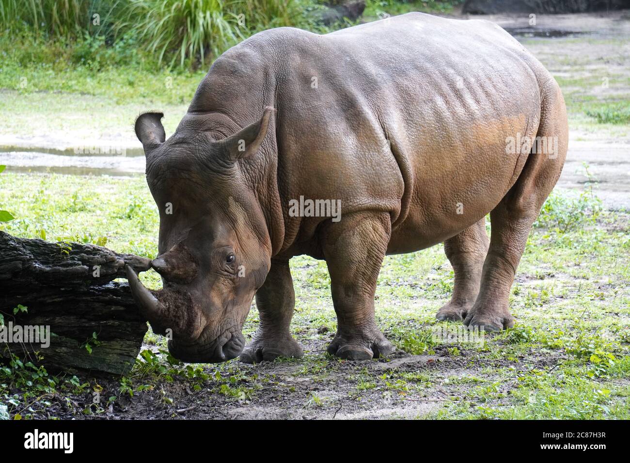 Endangered rhinoceros hi-res stock photography and images - Alamy