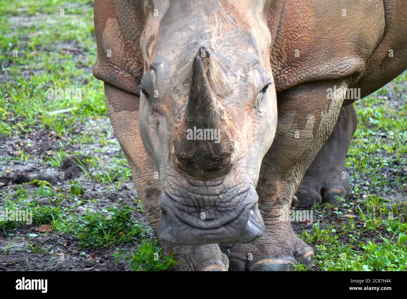 Endangered rhinoceros hi-res stock photography and images - Alamy