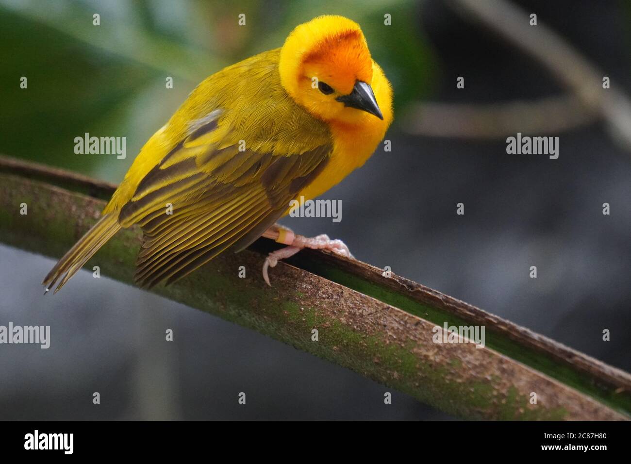 African golden weaver bird on a branch Stock Photo - Alamy