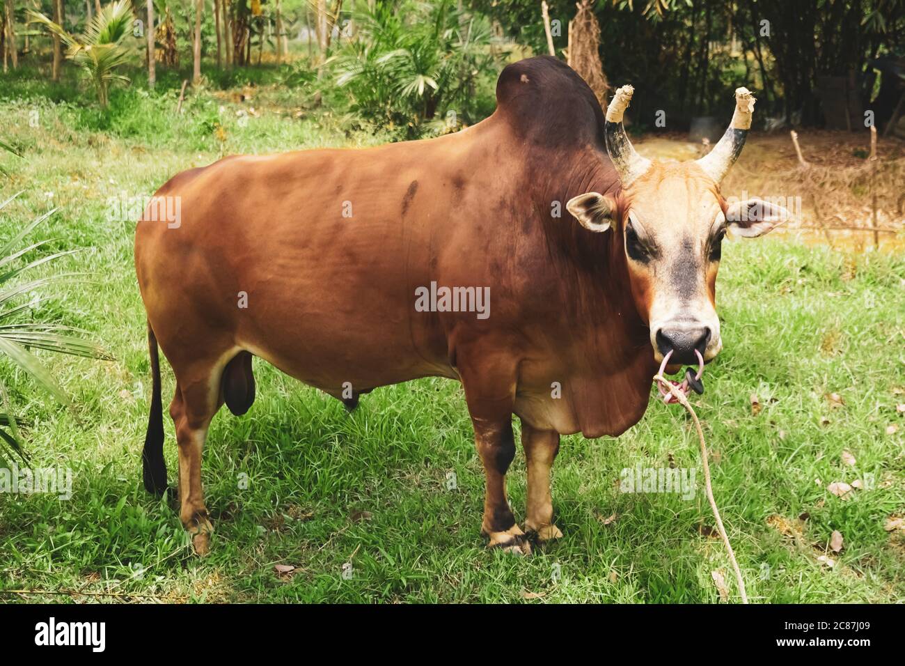 Native cow of Thailand with sharp horns people brought to fight with ...