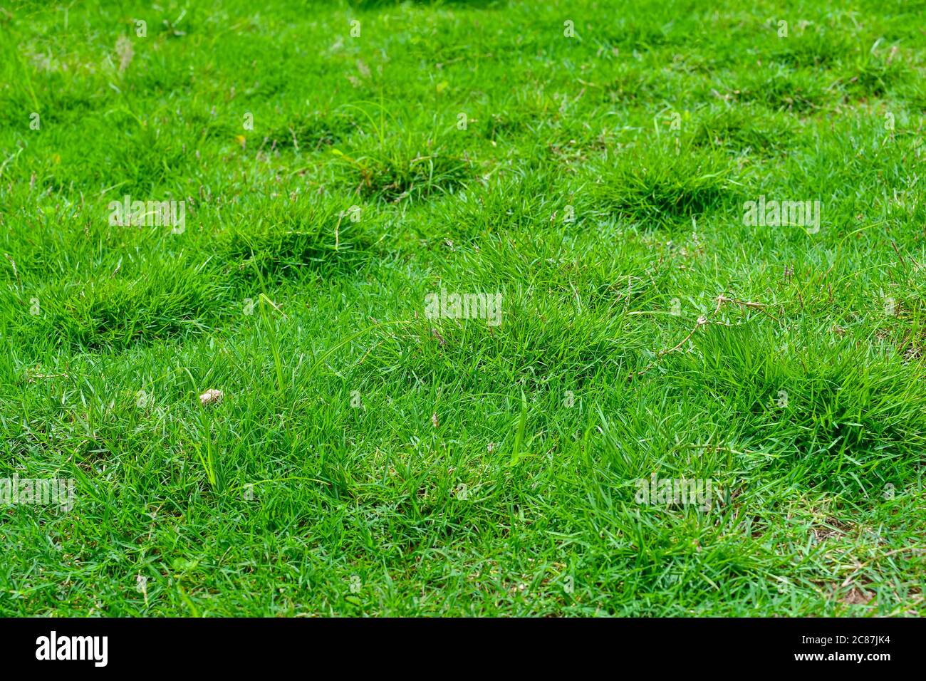 Beautiful Green Grass Field Background Image Stock Photo - Alamy