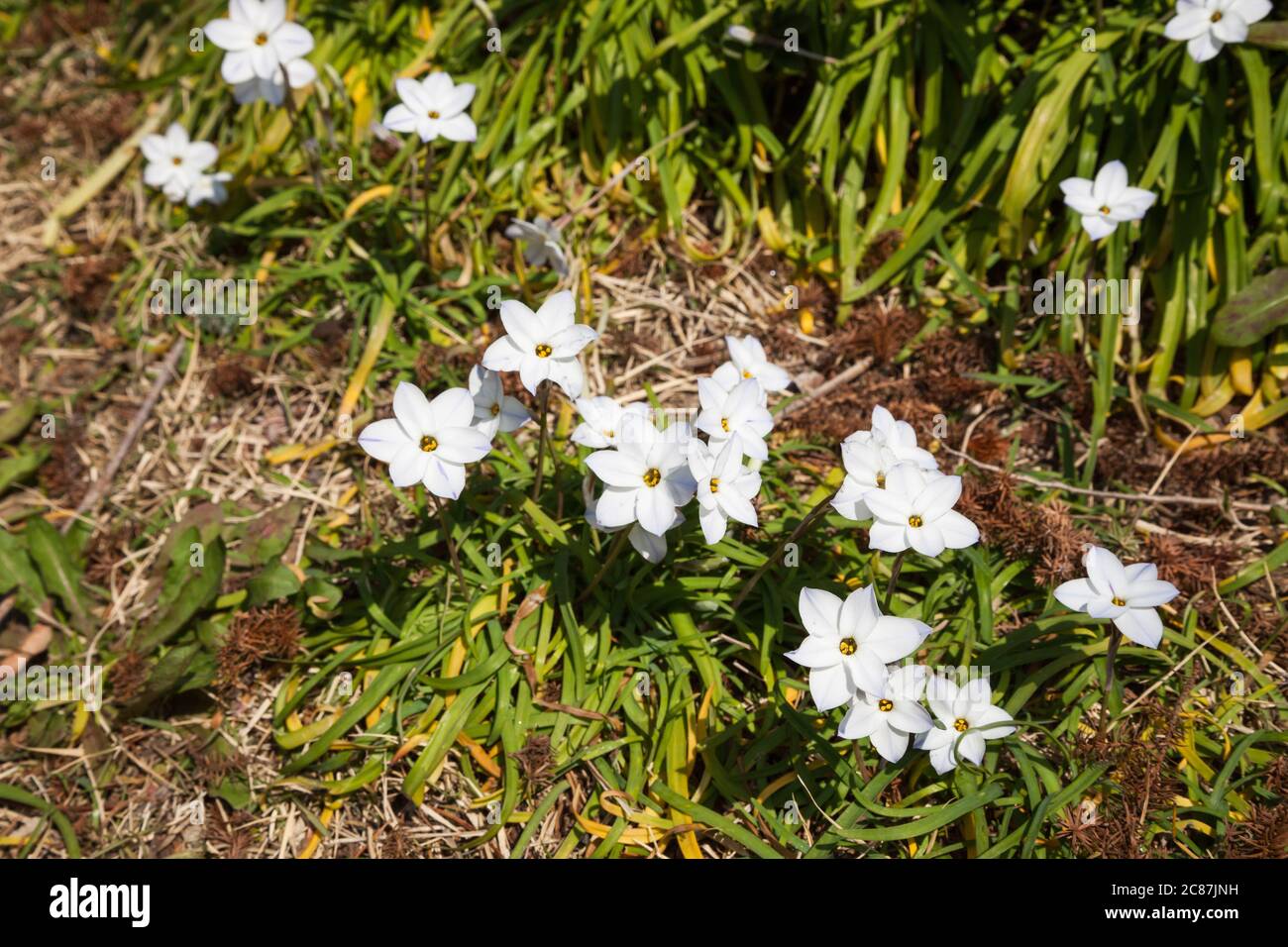 Whiite flower background Stock Photo - Alamy