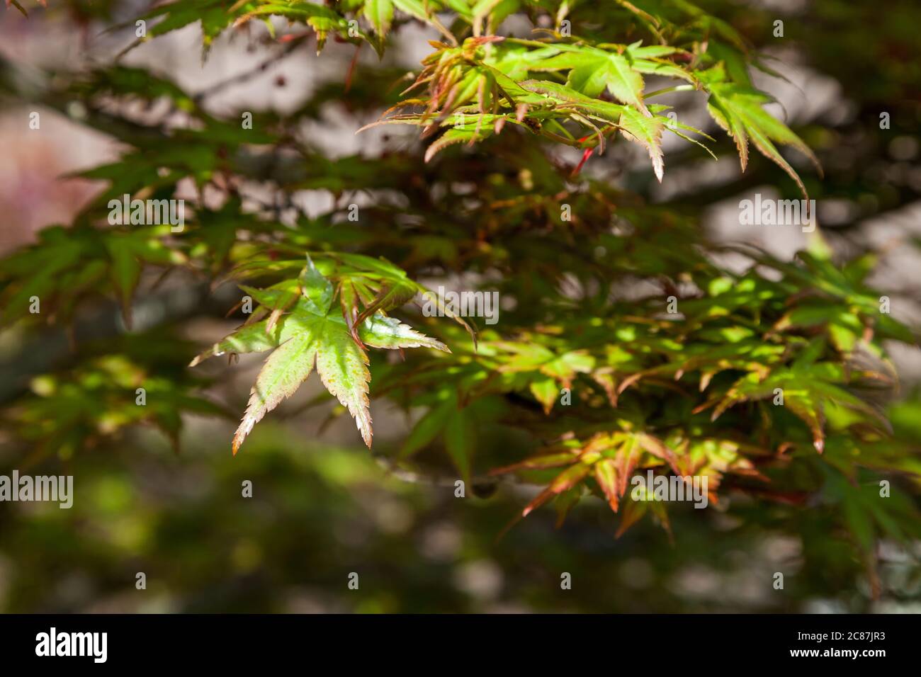 Maple foliage changed color hi-res stock photography and images - Alamy