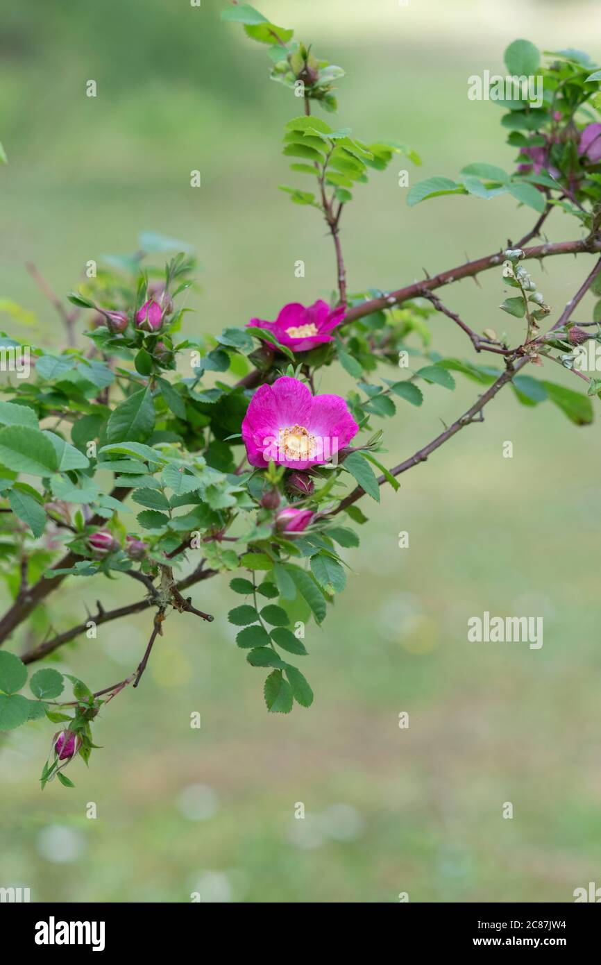 Rose with foliage hi-res stock photography and images - Alamy