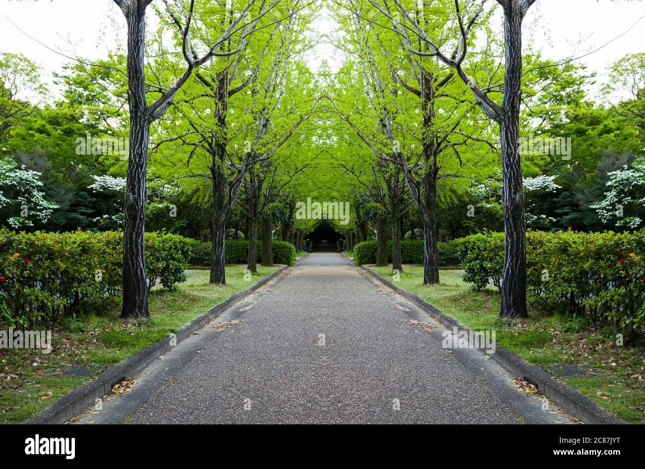 Roadside green ginkgo tree in Japan Stock Photo - Alamy
