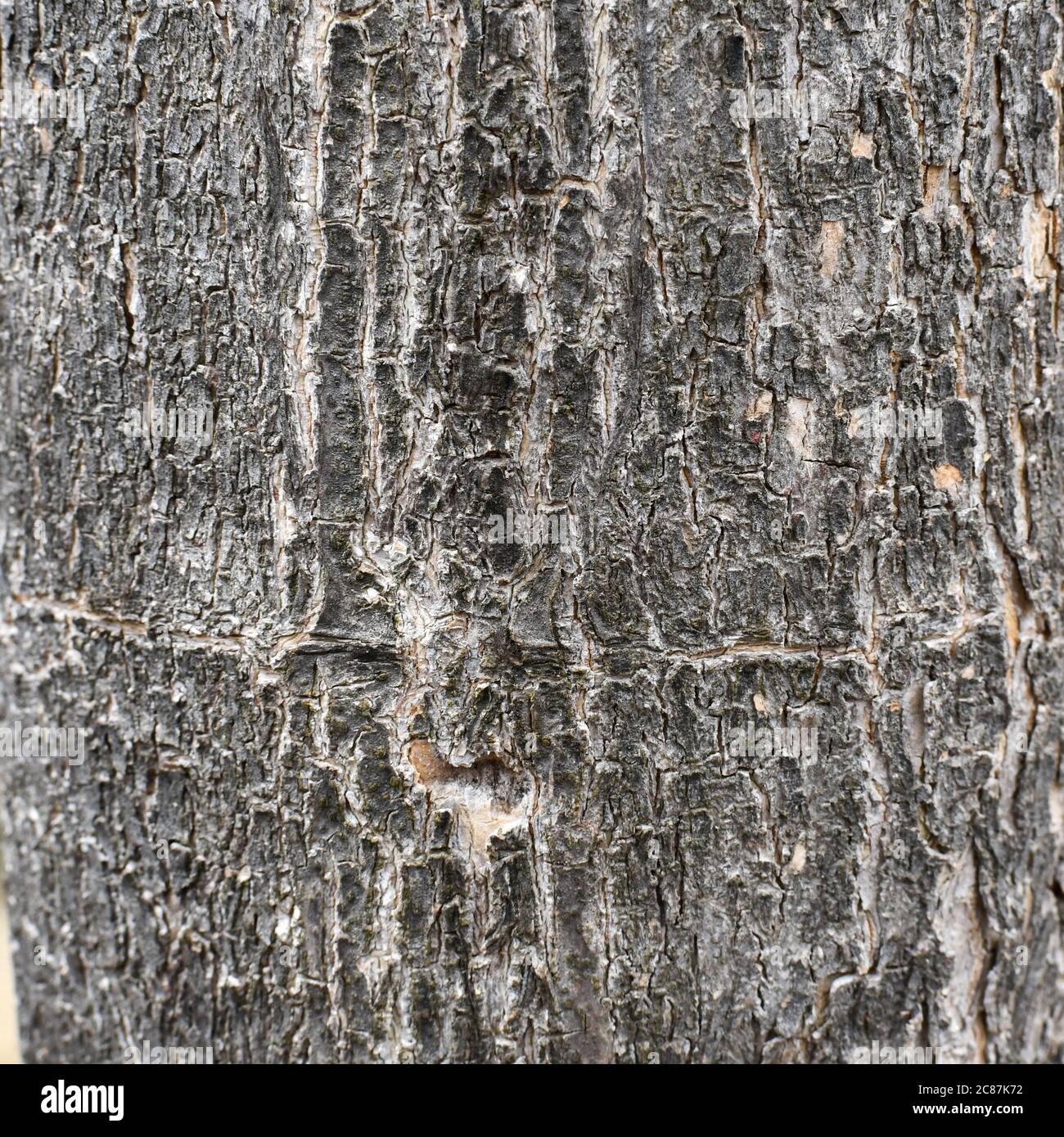 Closeup image cement background hi-res stock photography and images - Alamy