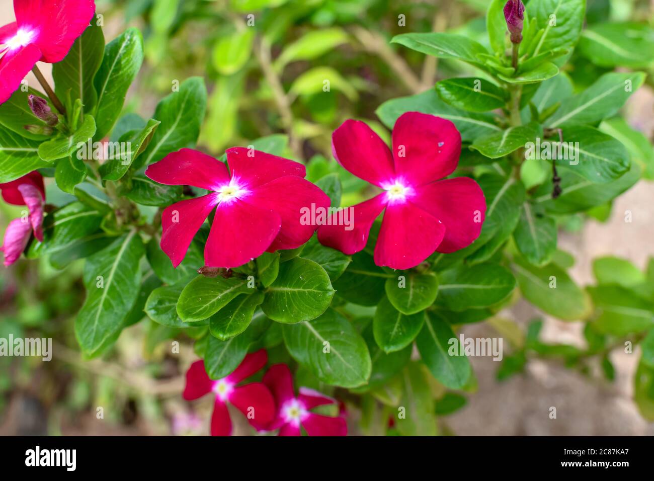 Red Tecoma Flowers With Green Leaves & Branches On Tree. 01 Stock Photo ...