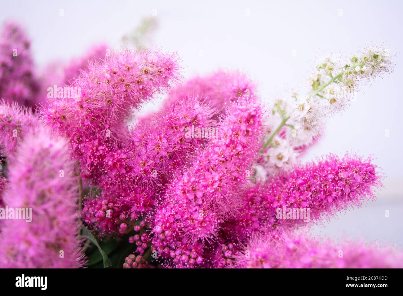 Pink Spirea flowers on bush. Spiraea flowers decorative gardening and ...