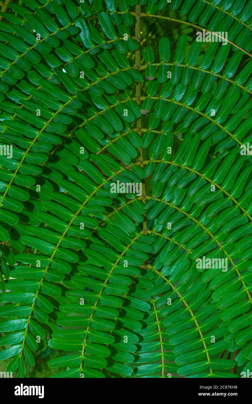 Leaves Background Of Krishna Chuda Flowers Tree Stock Photo - Alamy
