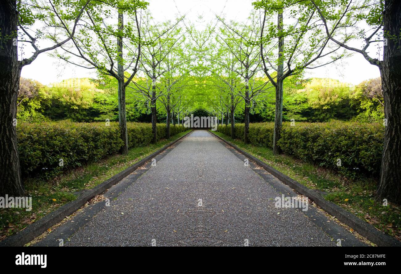 Roadside green ginkgo tree in Japan Stock Photo - Alamy