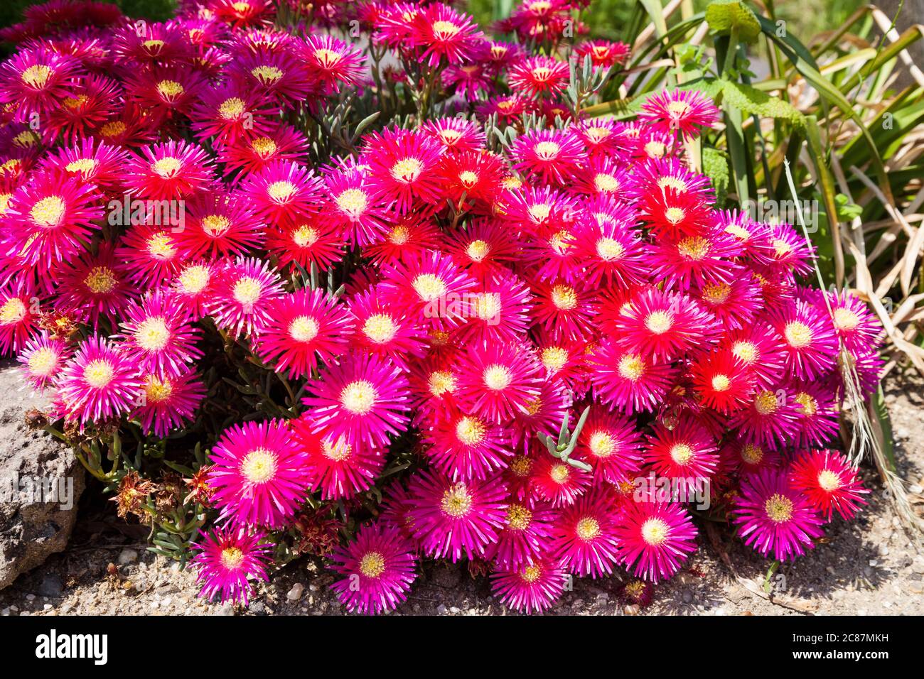 Common Purslane flower in the garden., Pusley flower Stock Photo - Alamy