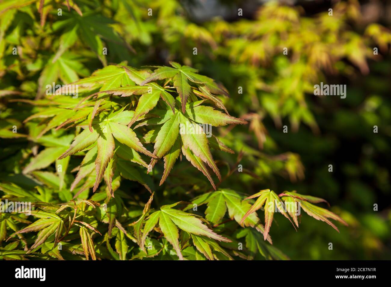 Green maple leaf., three maple leaves have changed color in fall Stock ...