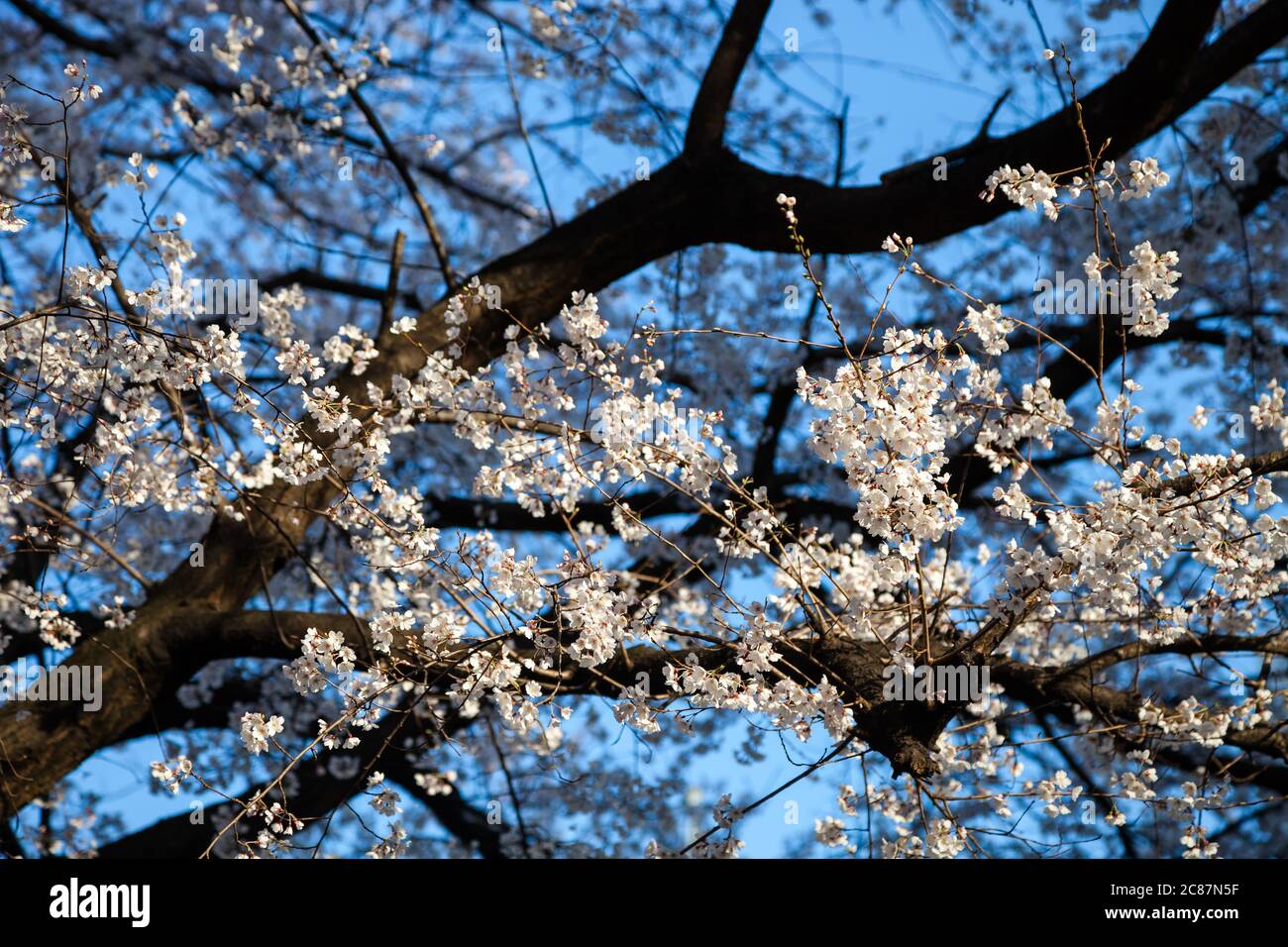 White blossom sakura flowers on a spring day in Japan., Beautiful ...