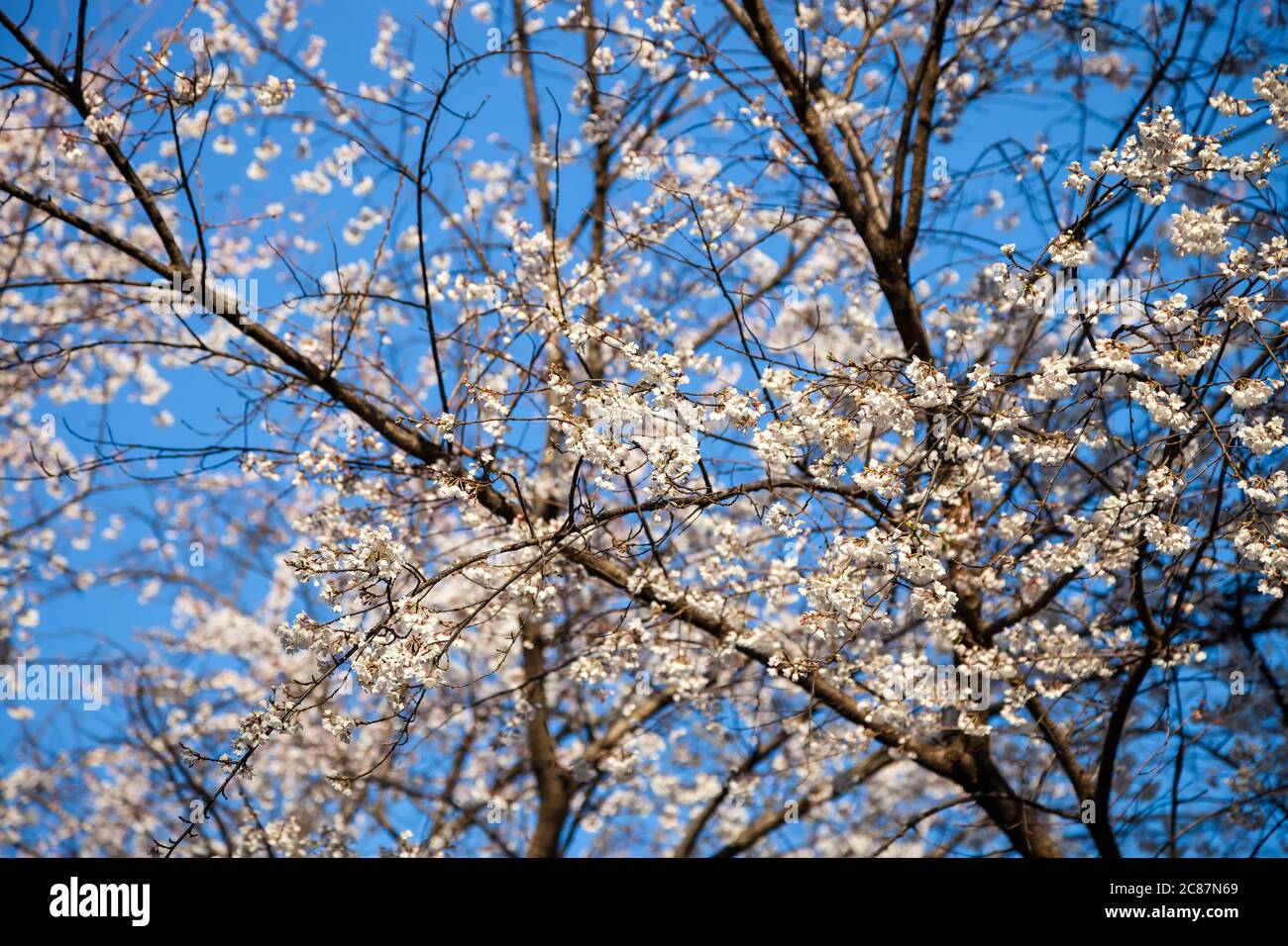 White blossom sakura flowers on a spring day in Japan., Beautiful ...