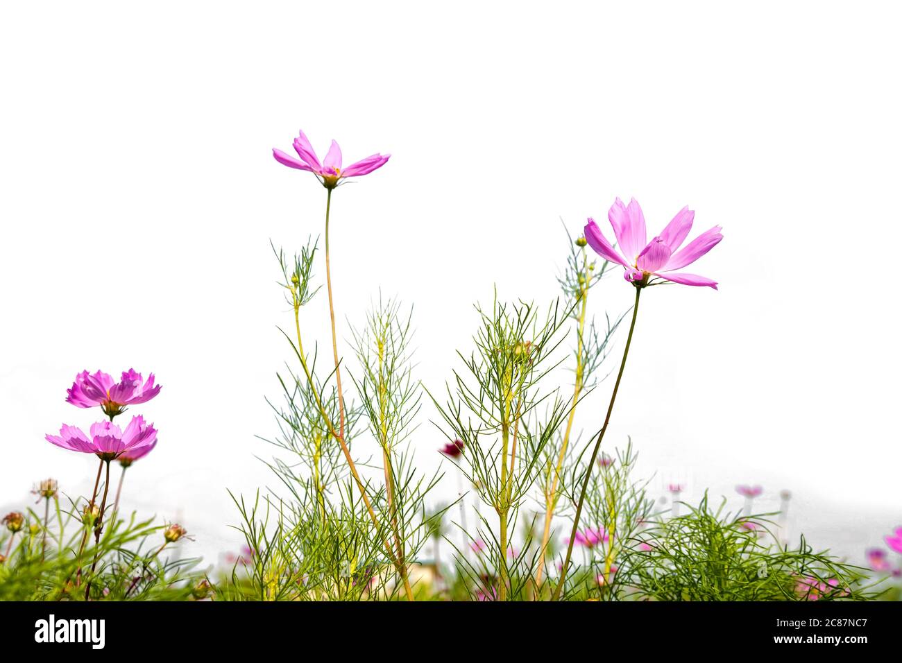 Beautiful spring Cosmos flower background., Cosmos flower Stock Photo ...