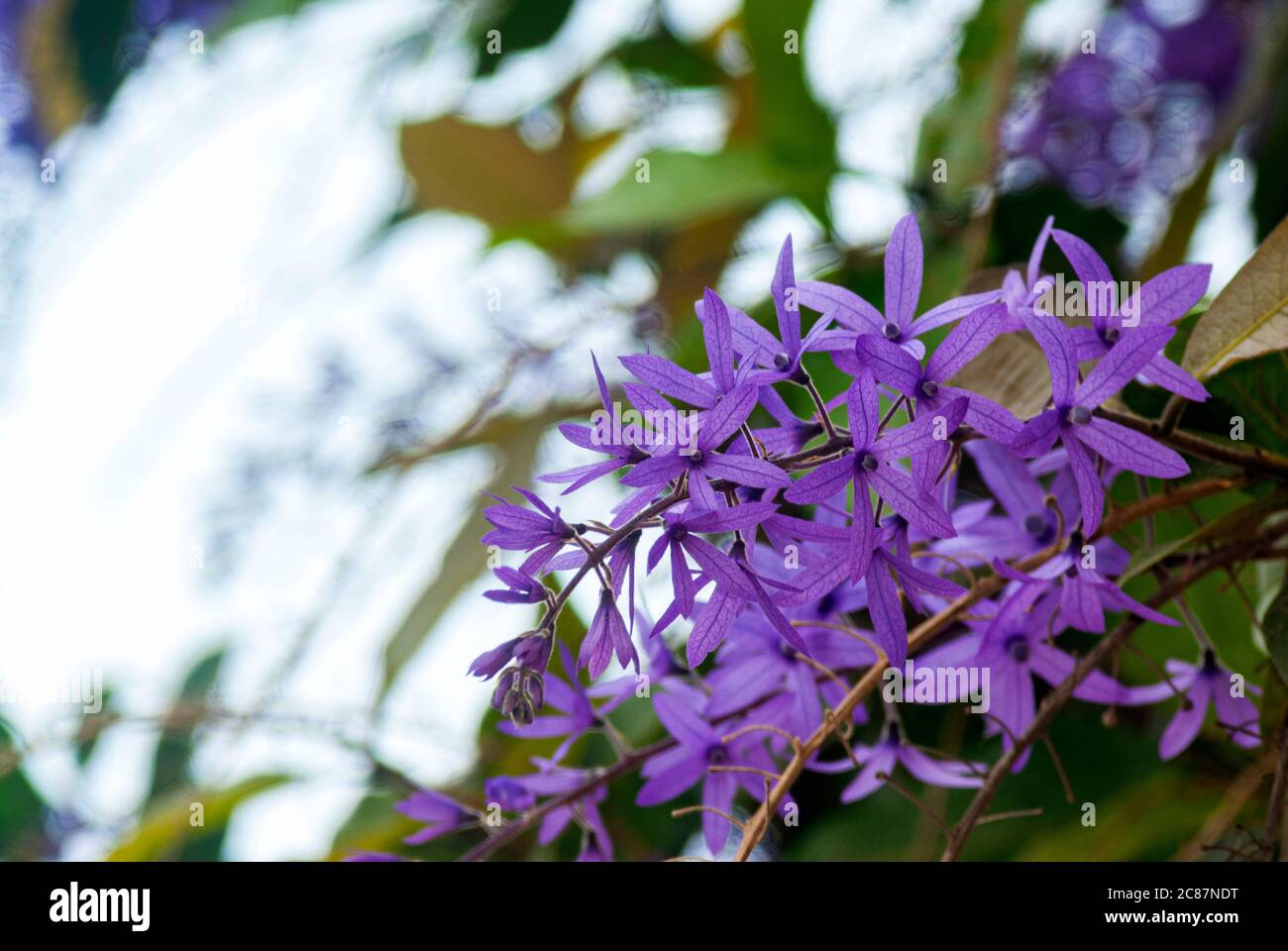 Flower in a veiled city of La Antigua Guatemala, an outdoor organic ...