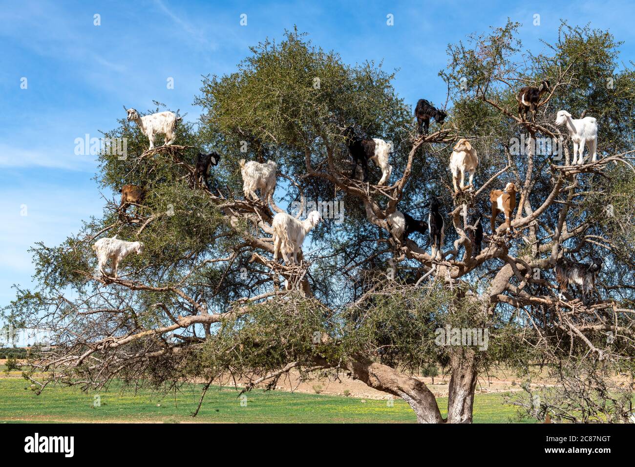 Goats perched in argan tree hi-res stock photography and images - Alamy