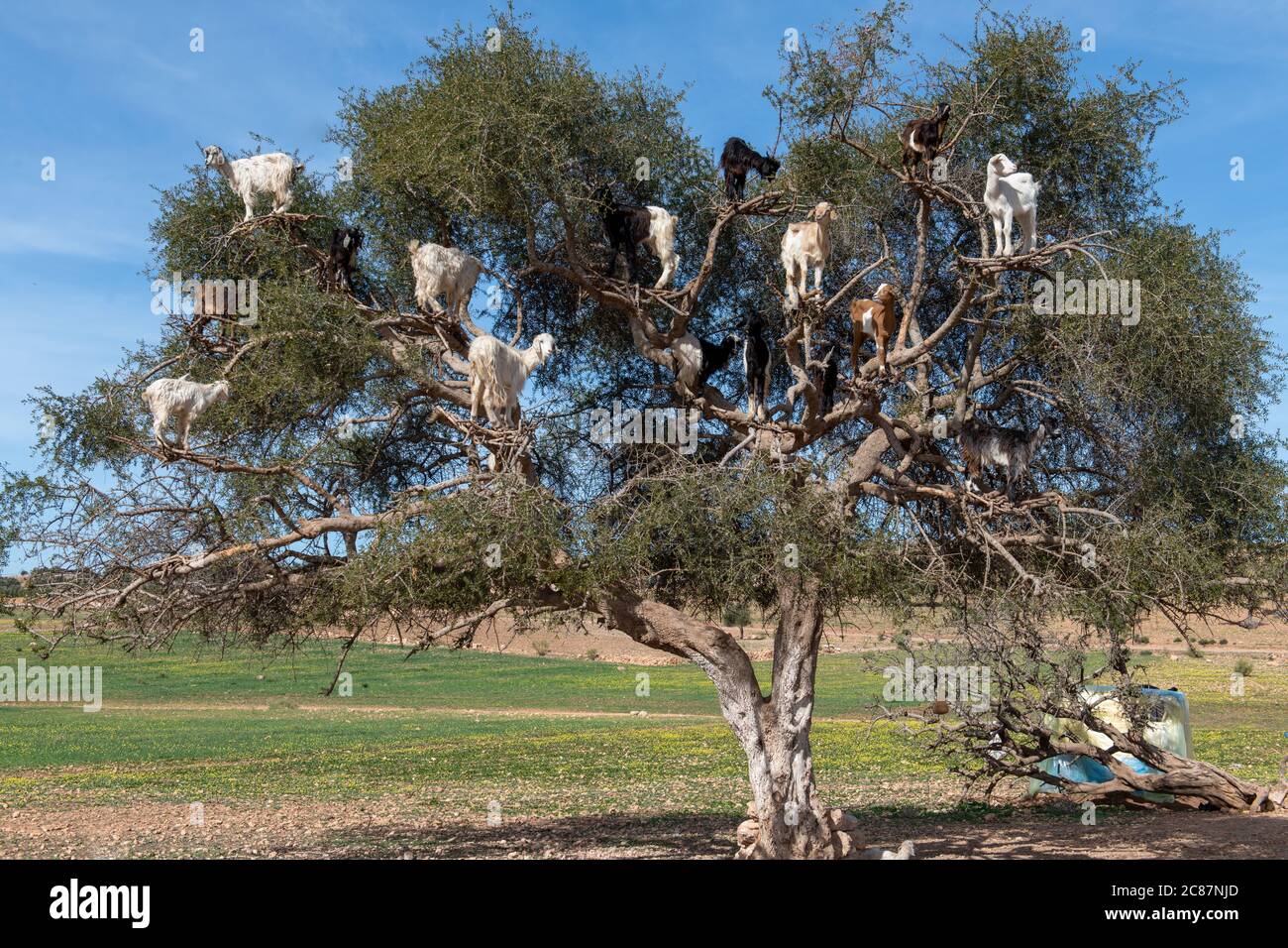 Goats in tree hi-res stock photography and images - Alamy