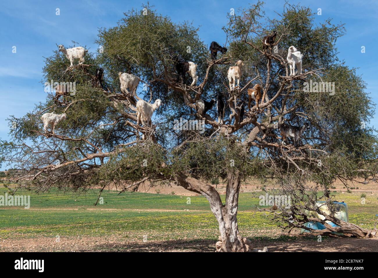 Argan tree hi-res stock photography and images - Alamy