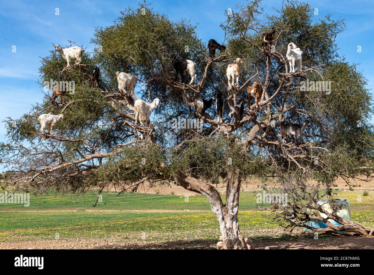 Goats resting in Argan tree (Argania spinosa) in Morocco Stock Photo ...