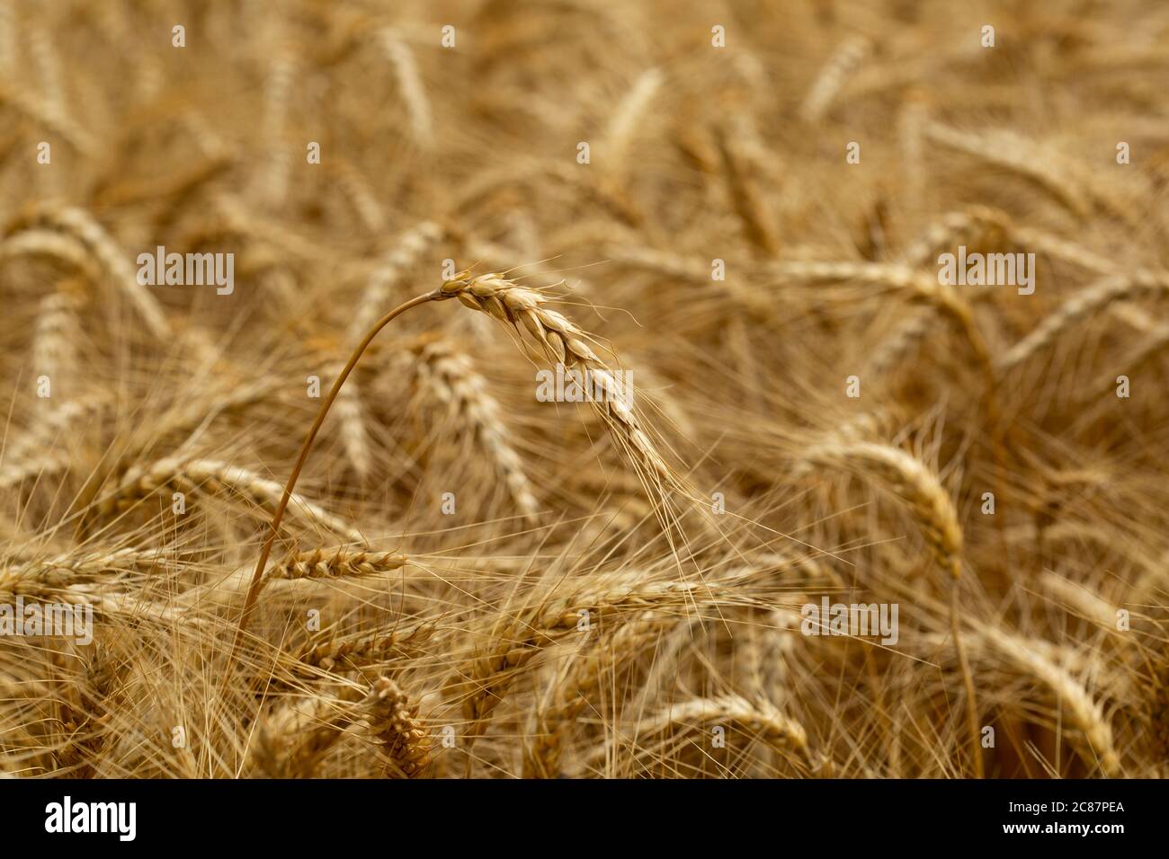 Winter wheat awaiting harvest in a Canadian farmers field Stock Photo ...