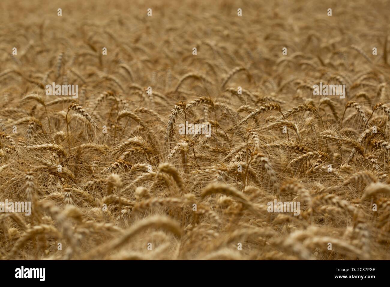Winter wheat awaiting harvest in a Canadian farmers field Stock Photo ...