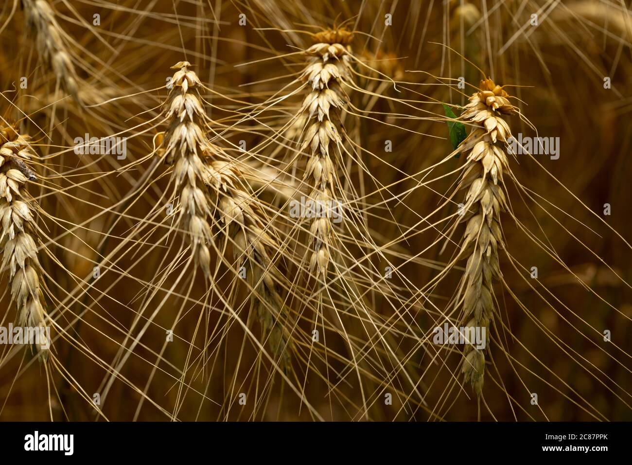 Wheat farmers and farming hi-res stock photography and images - Alamy