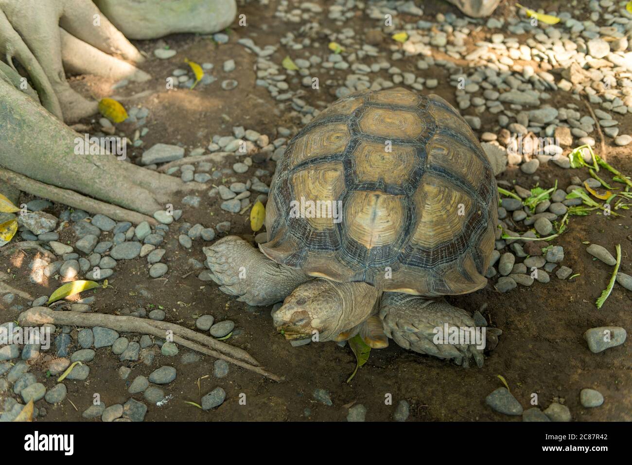 Reptiles in Bali Bird Park Stock Photo - Alamy