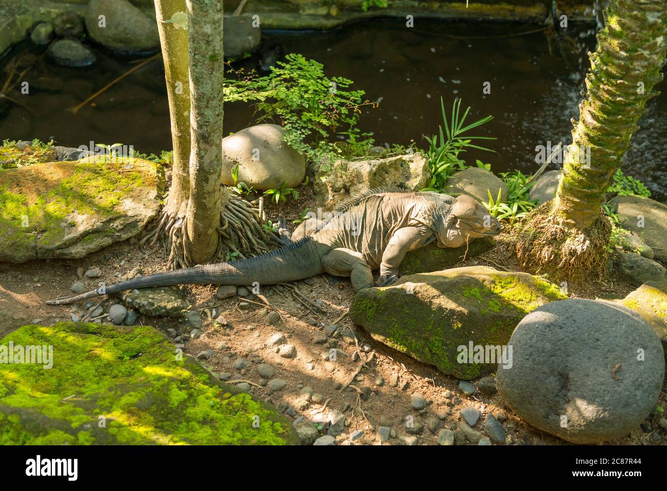 Reptiles in Bali Bird Park Stock Photo - Alamy