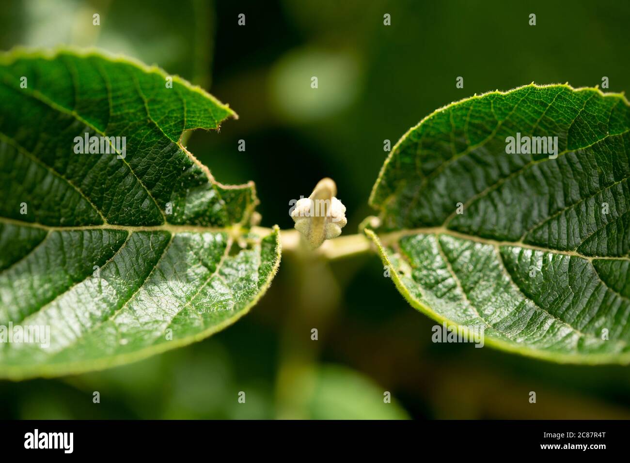 two leaves blooming from a shrub Stock Photo - Alamy