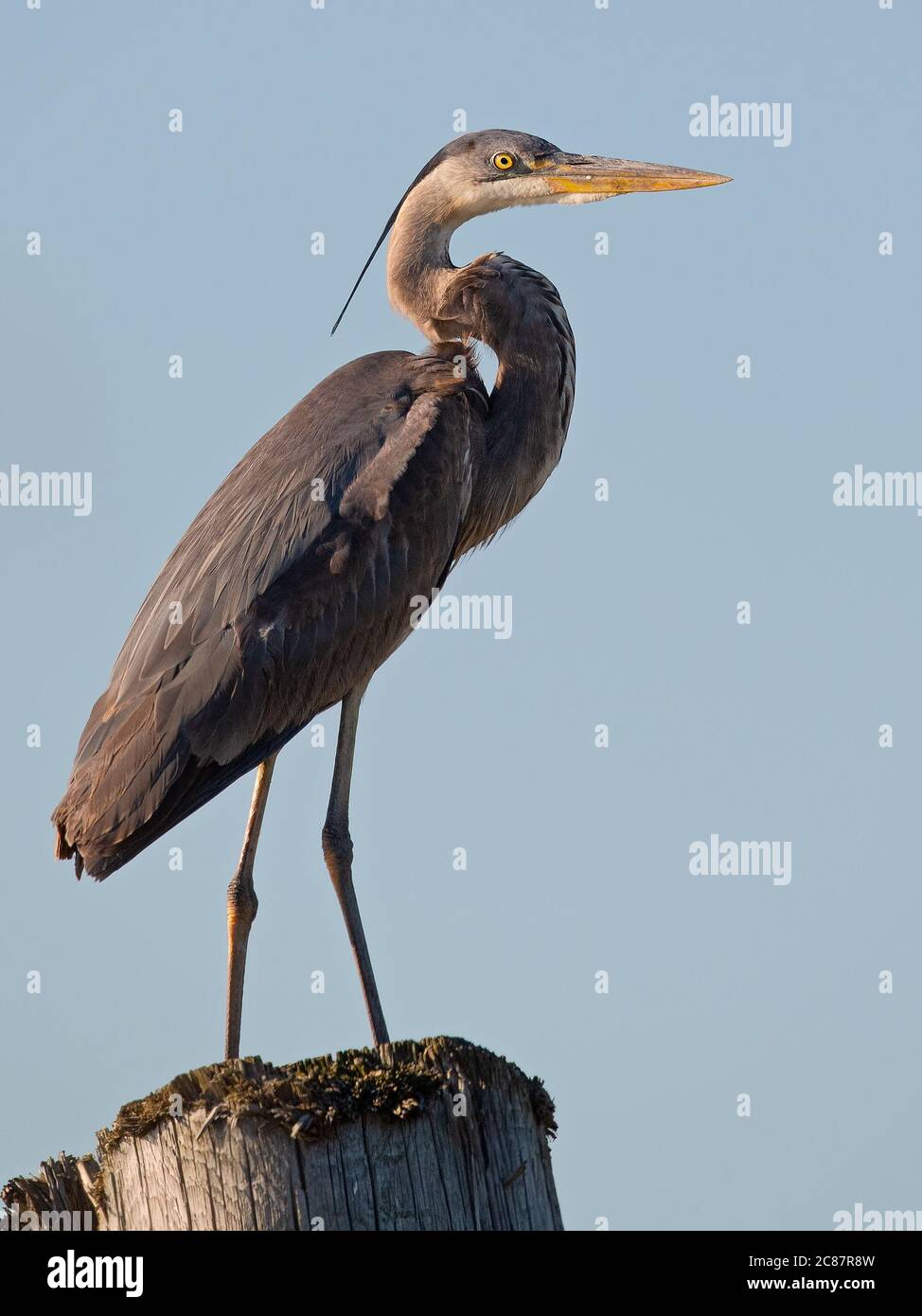 Great Blue Heron Standing on a Piling Stock Photo - Alamy
